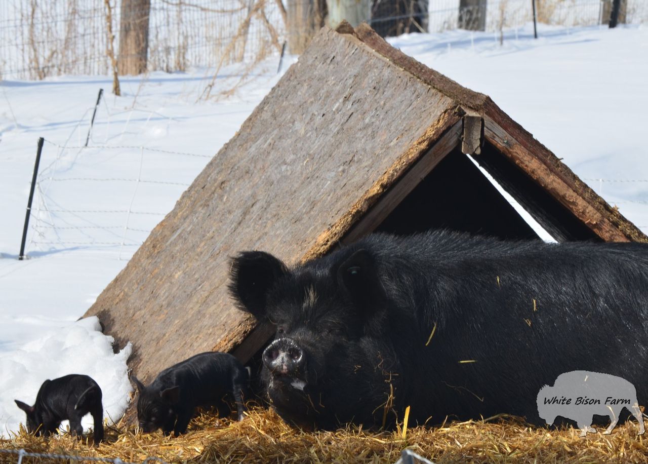 How to Build A-Frame Pig Shelters - Countryside